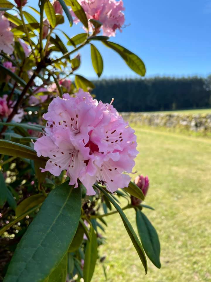 Chapelton: 2021 Review - Chapelton