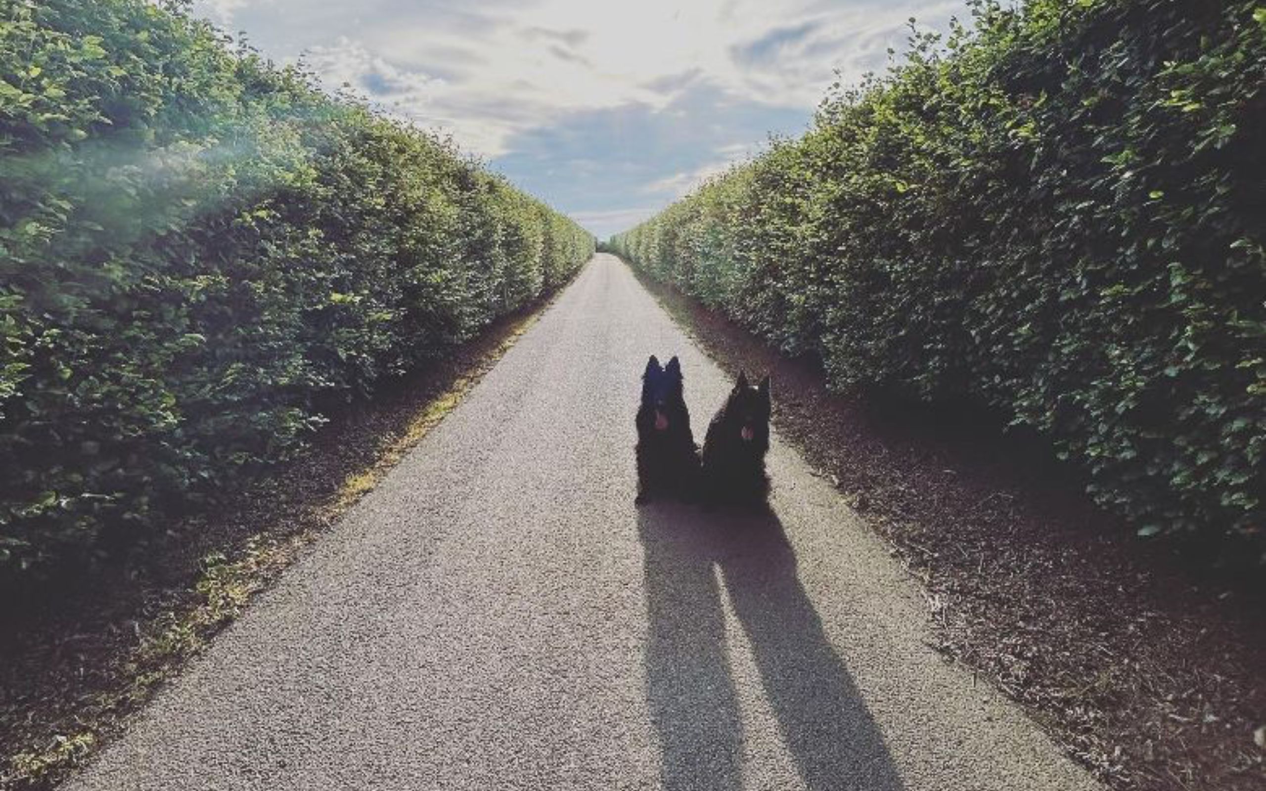 Get a sneak peek of the 2024 Chapelton calendar - Chapelton